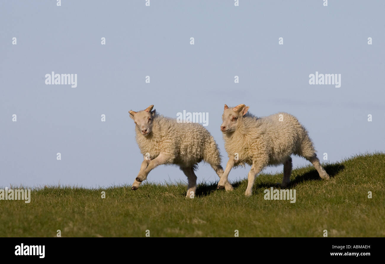 Lambs Frolicking High Resolution Stock Photography and Images - Alamy