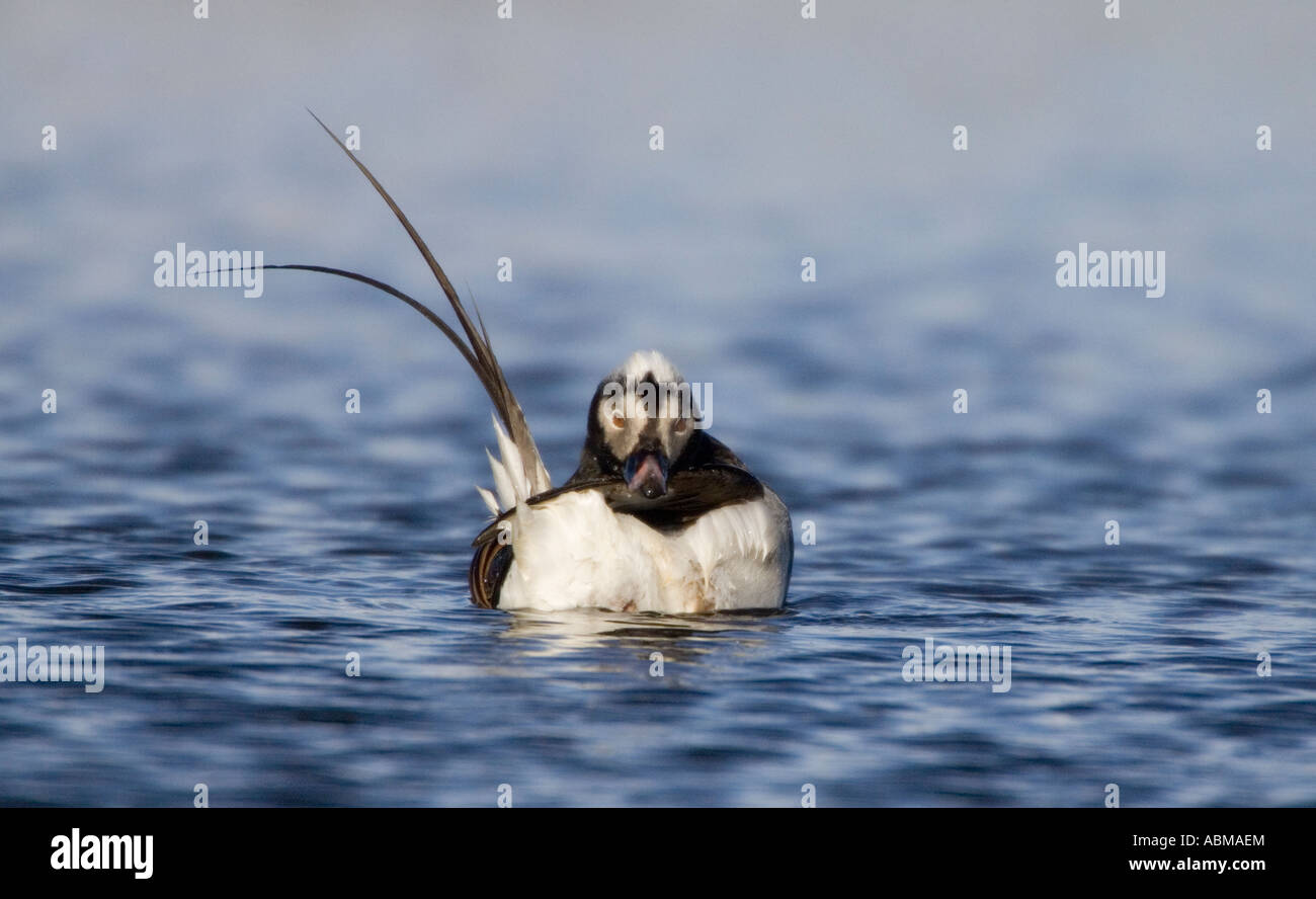 Long tailed Duck Male Drake Stock Photo - Alamy