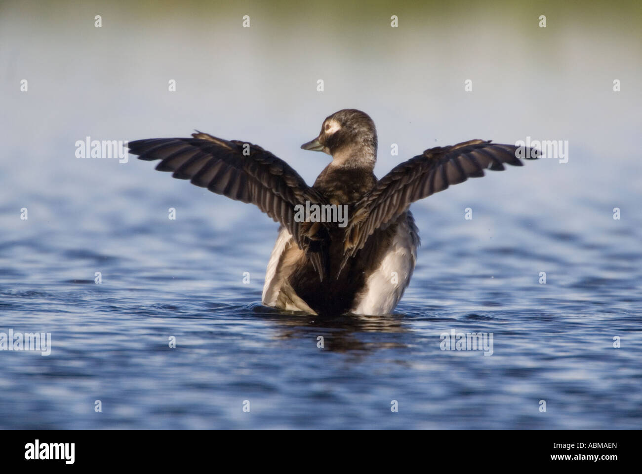 Long tailed Duck female stretching wings Stock Photo - Alamy