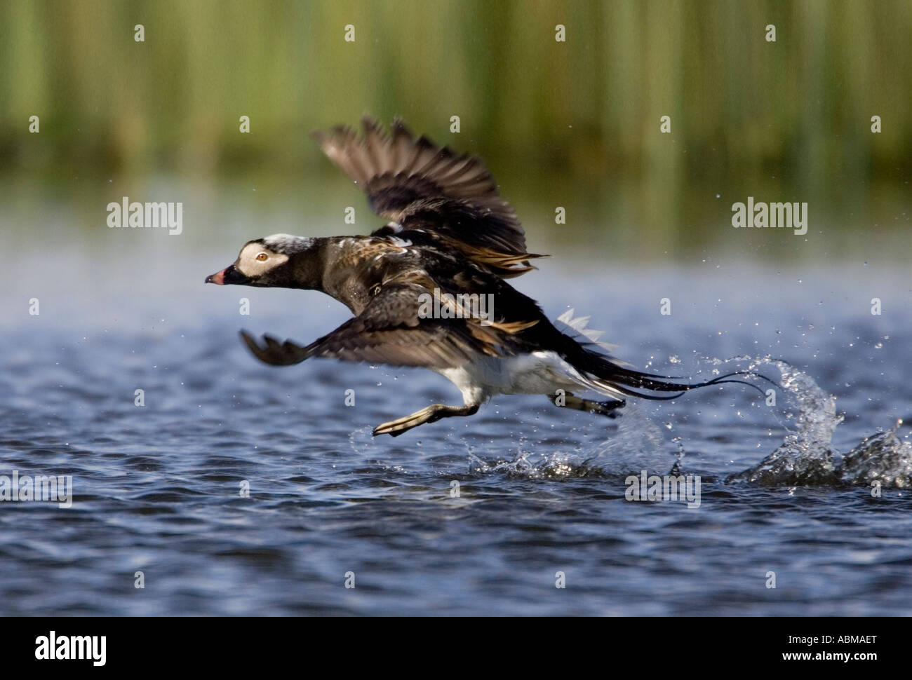 Duck running hi-res stock photography and images - Alamy