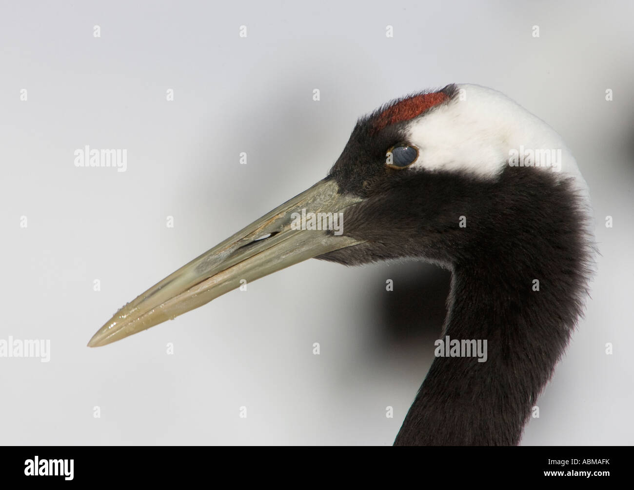 Nictitating Membrane