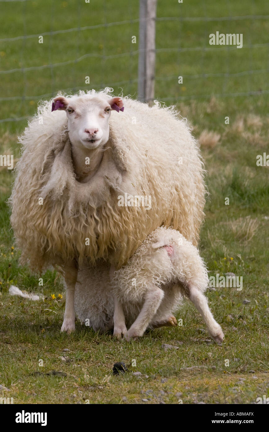 Lamb nursing hi-res stock photography and images - Alamy