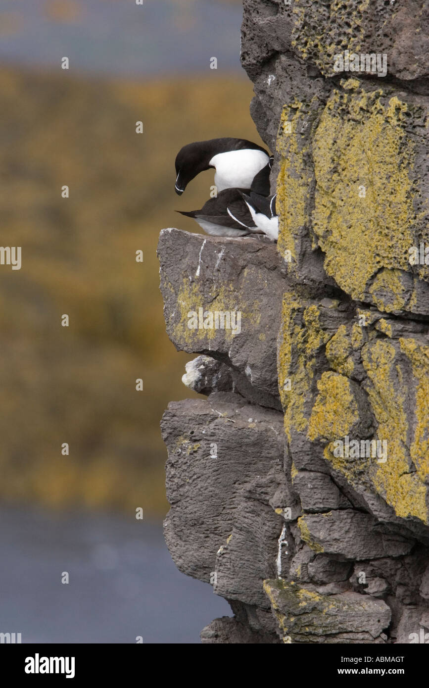 Razorbill on cliff ledge Stock Photo - Alamy