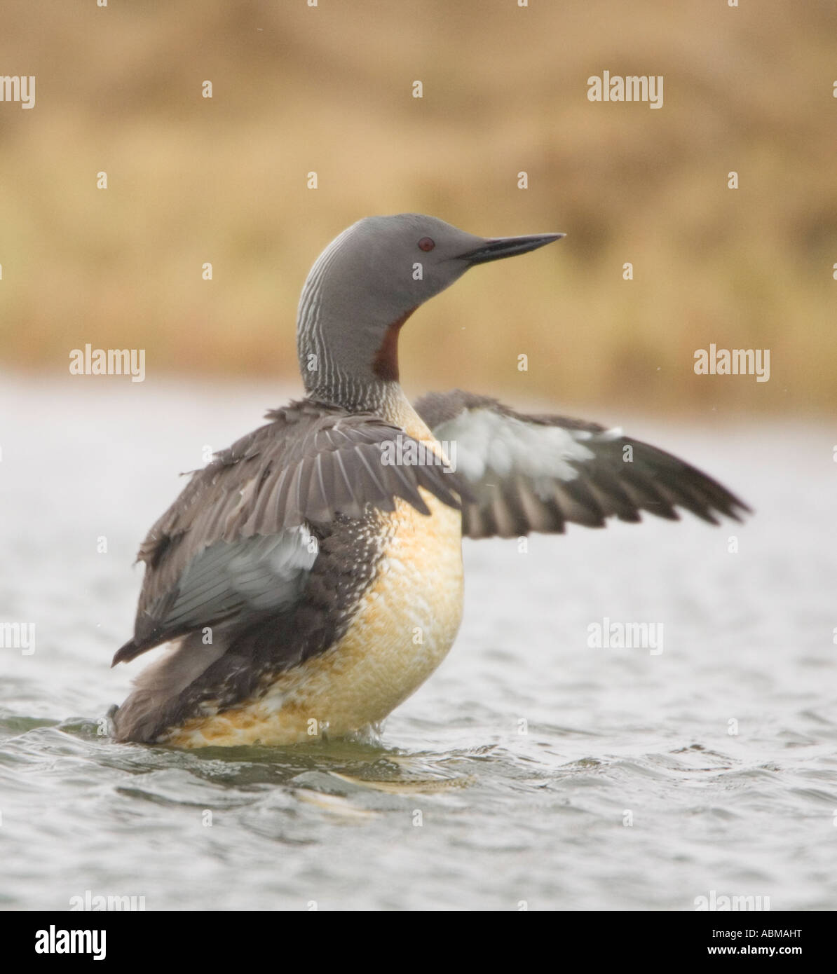Red throated Diver Wing Flap Stock Photo - Alamy