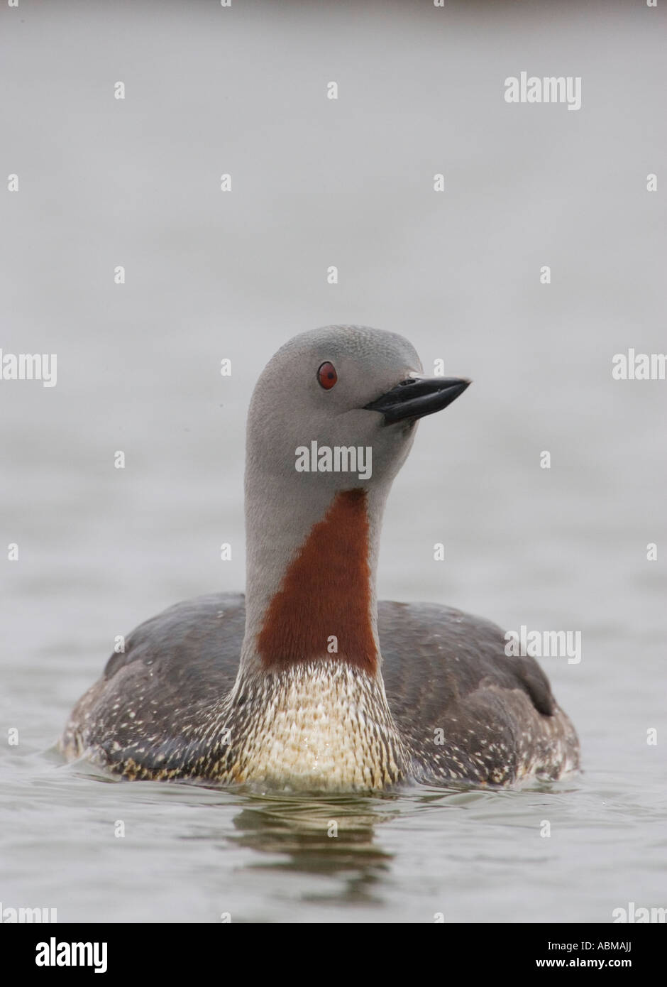 Red throated diver on pond hi-res stock photography and images - Alamy