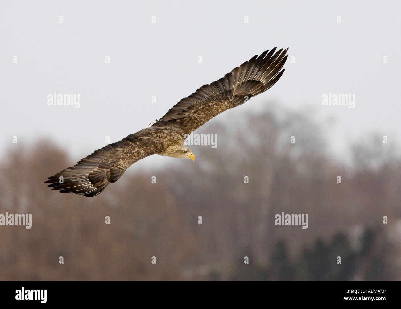 White tailed Sea Eagle in flight Stock Photo - Alamy