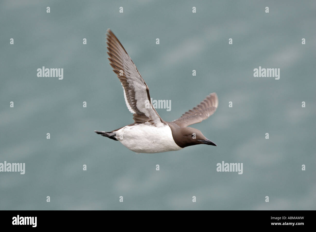 Guillemot in flight Stock Photo - Alamy