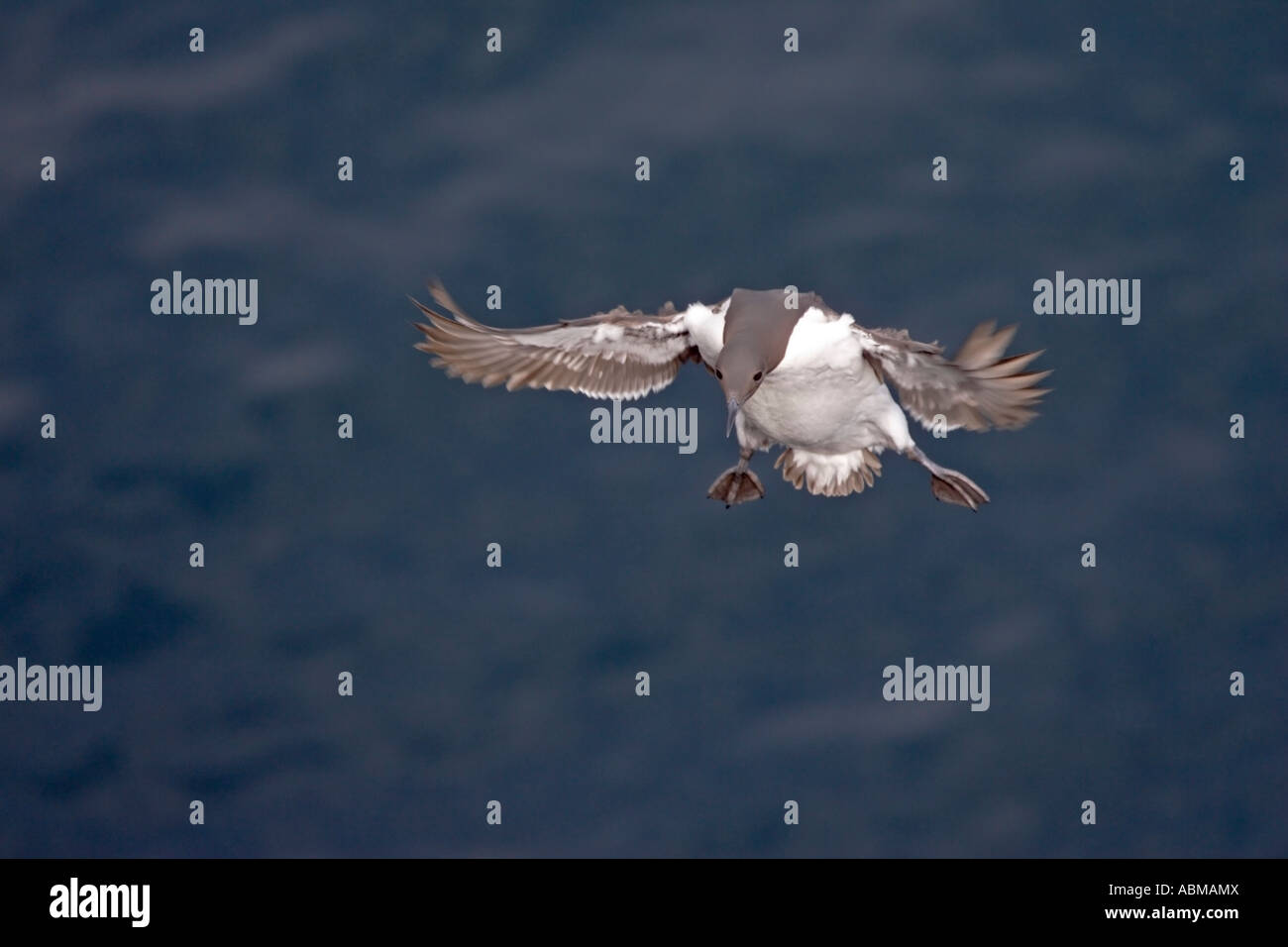 Guillemot in flight Stock Photo - Alamy
