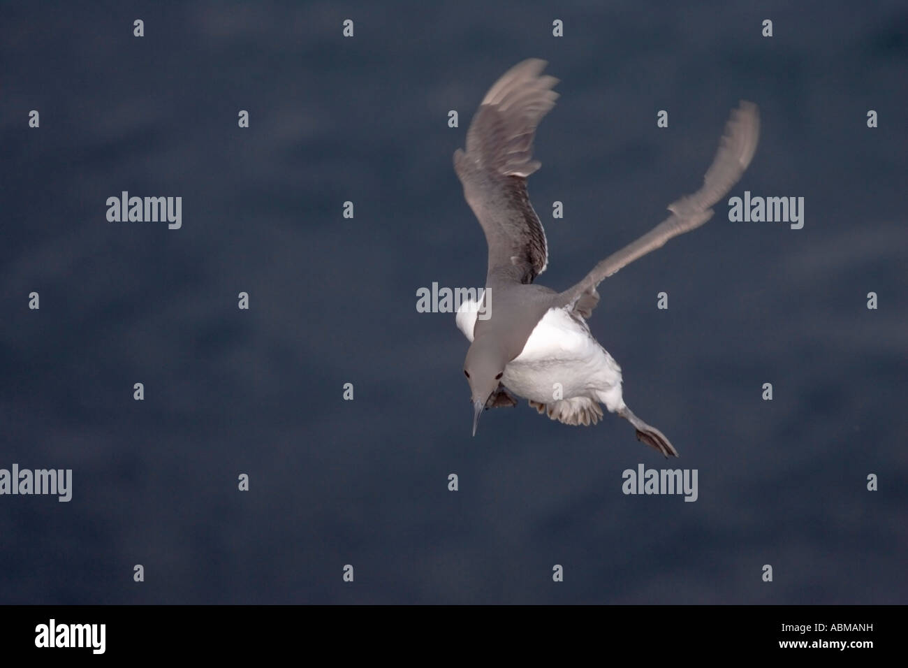 Guillemot in flight Stock Photo - Alamy