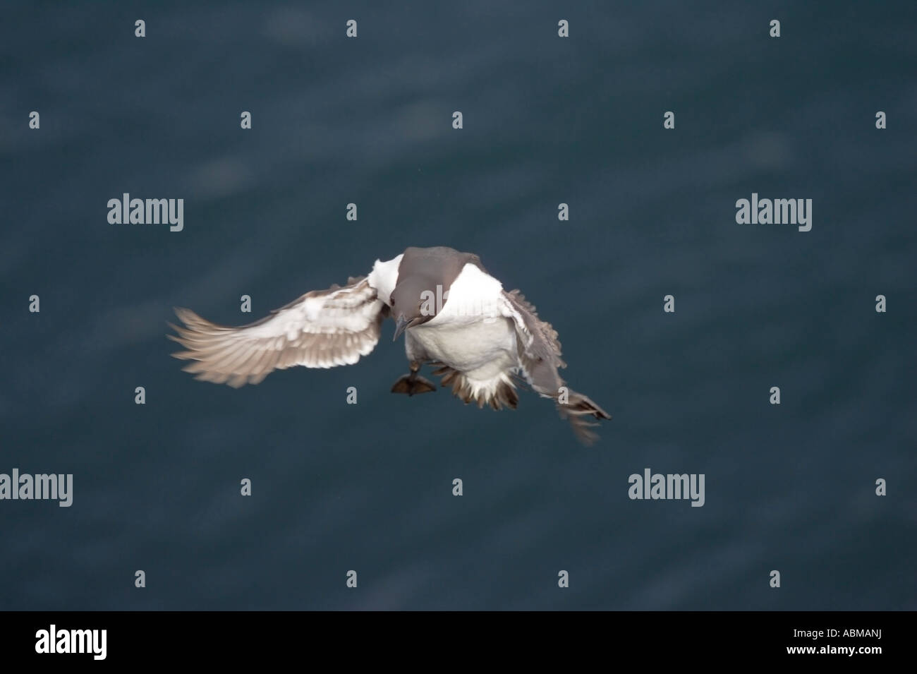 Guillemot in flight Stock Photo - Alamy