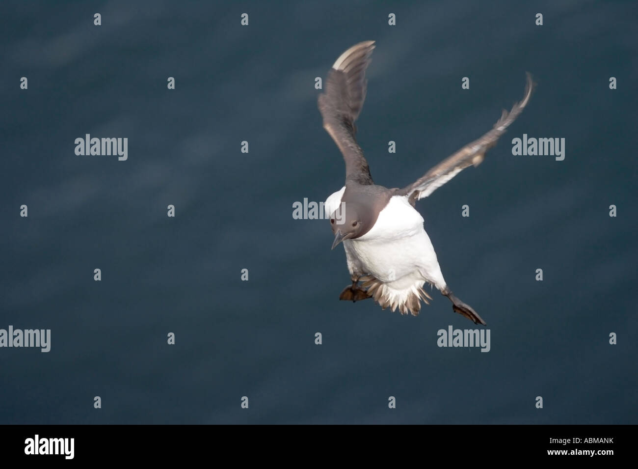 Guillemot in flight Stock Photo - Alamy