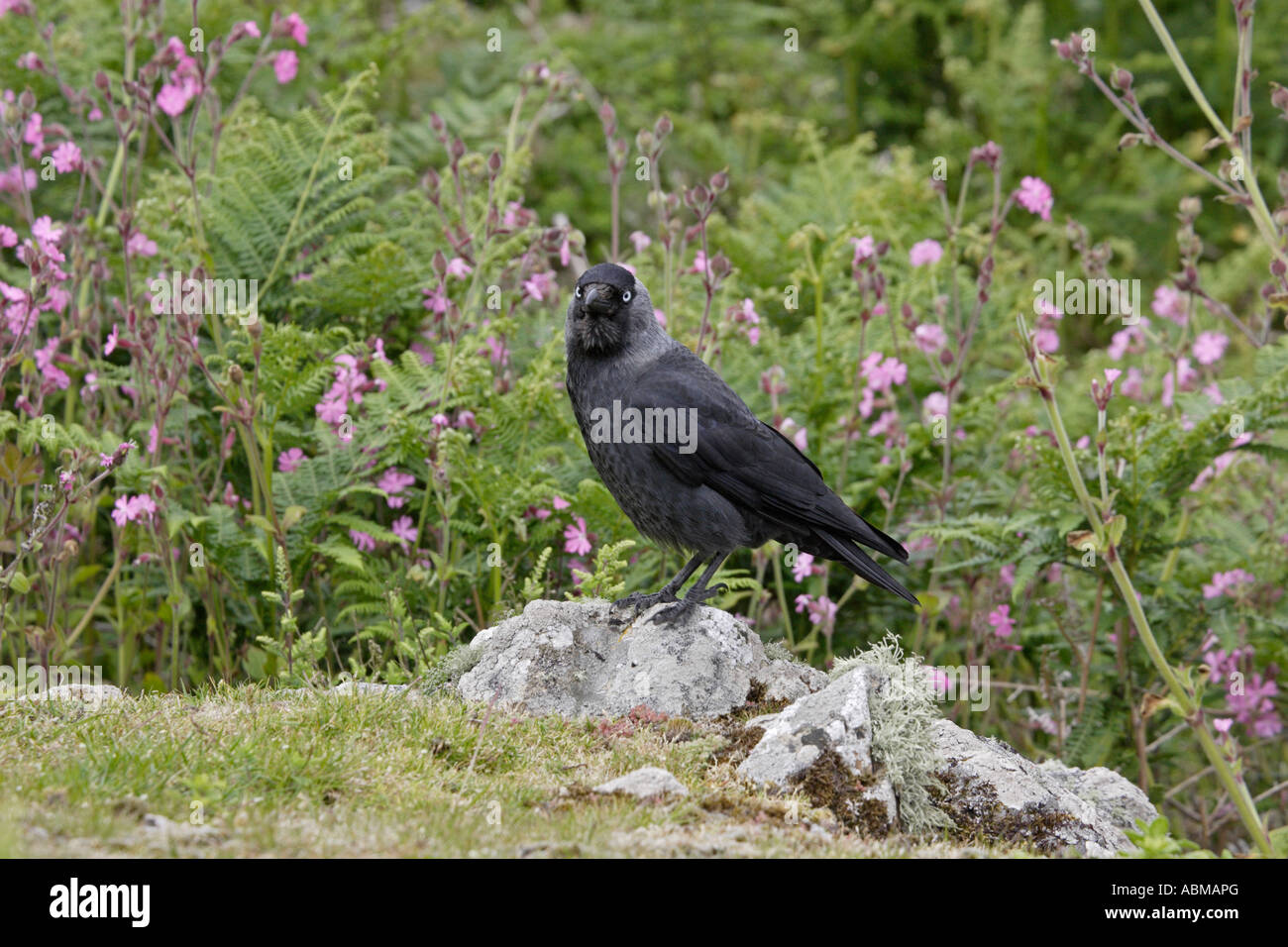 The jackdaw hi-res stock photography and images - Alamy
