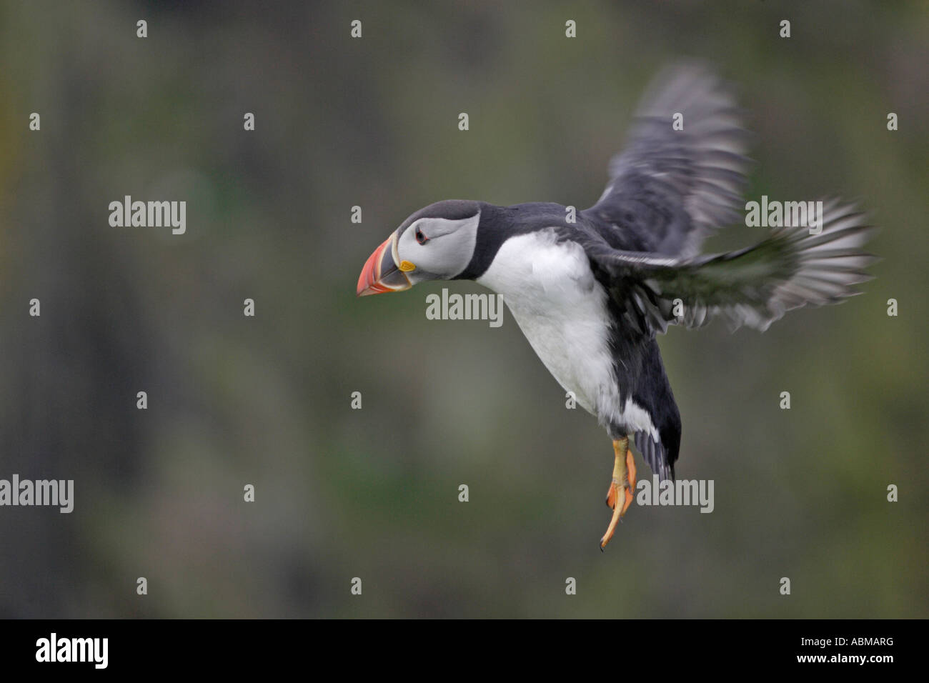 Puffin in flight Stock Photo - Alamy