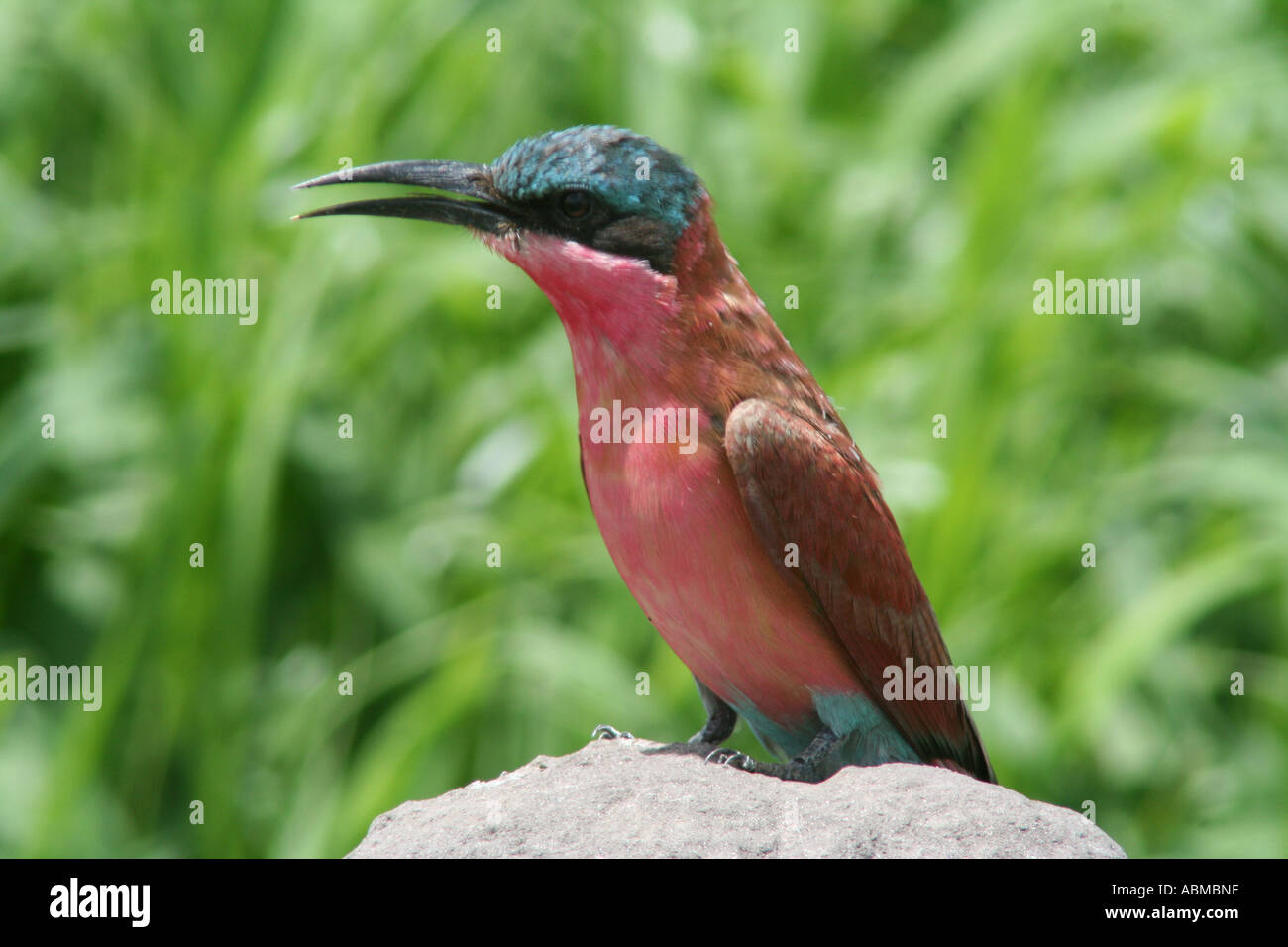 Carmine Beeeater Tubu Tree Botswana Stock Photo - Alamy