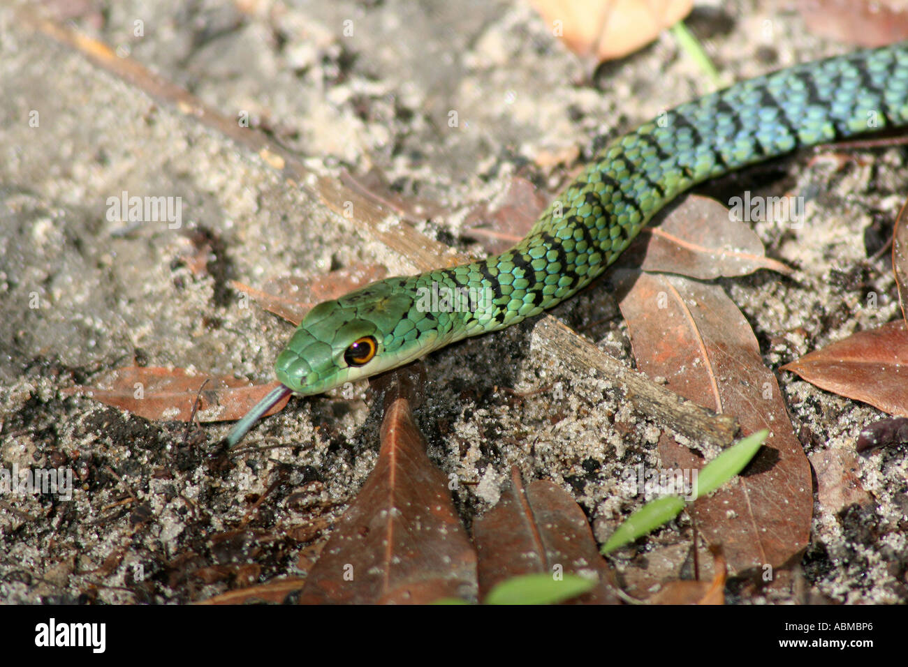 Spotted bush snake hi-res stock photography and images - Alamy