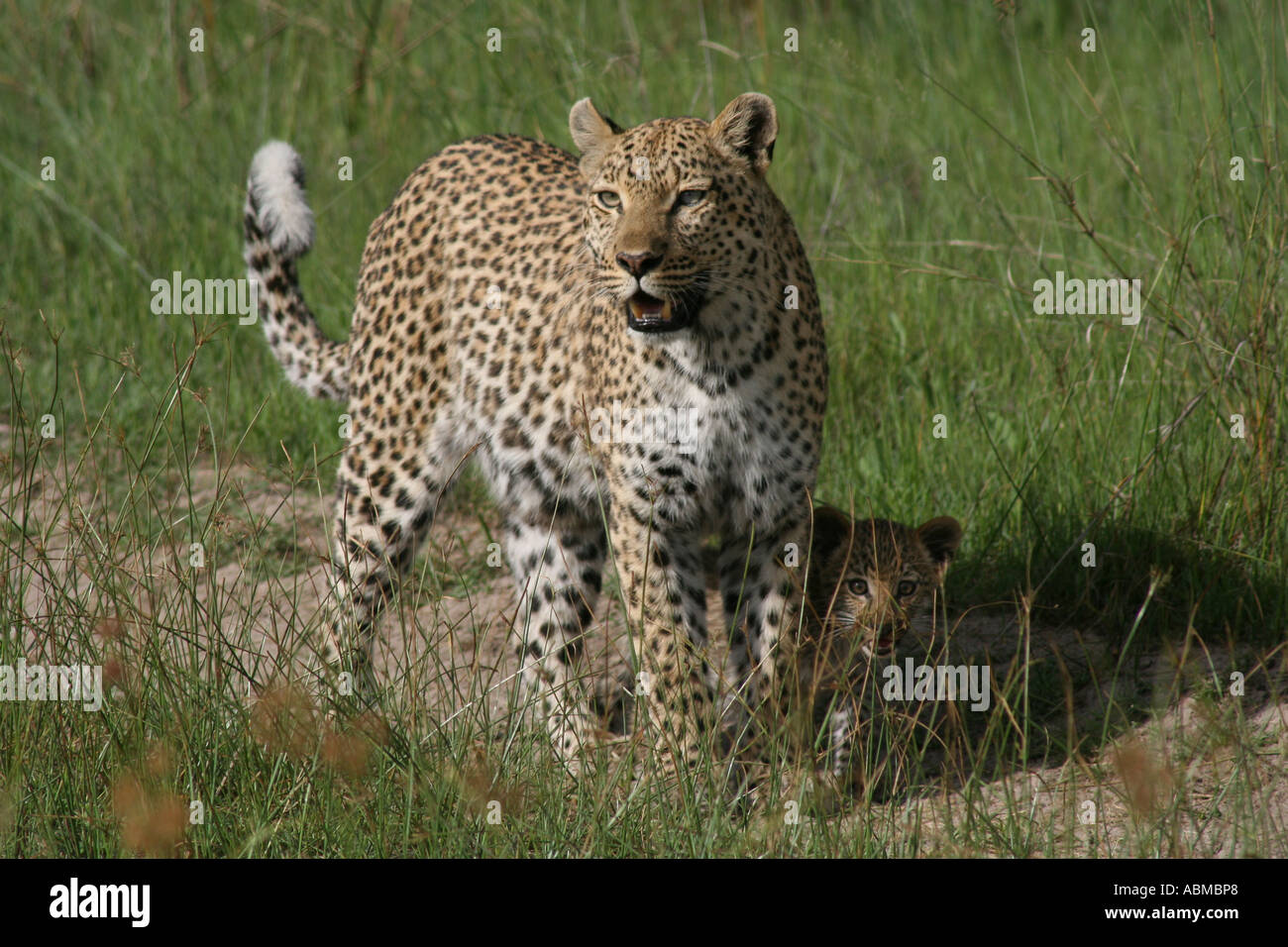 Leopard Mother & Cub Jao Camp Okavango Delta Botswana Stock Photo - Alamy