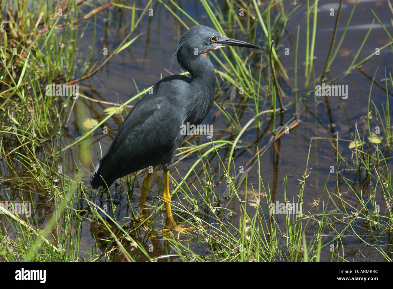 Tubu Tree Camp High Resolution Stock Photography and Images - Alamy