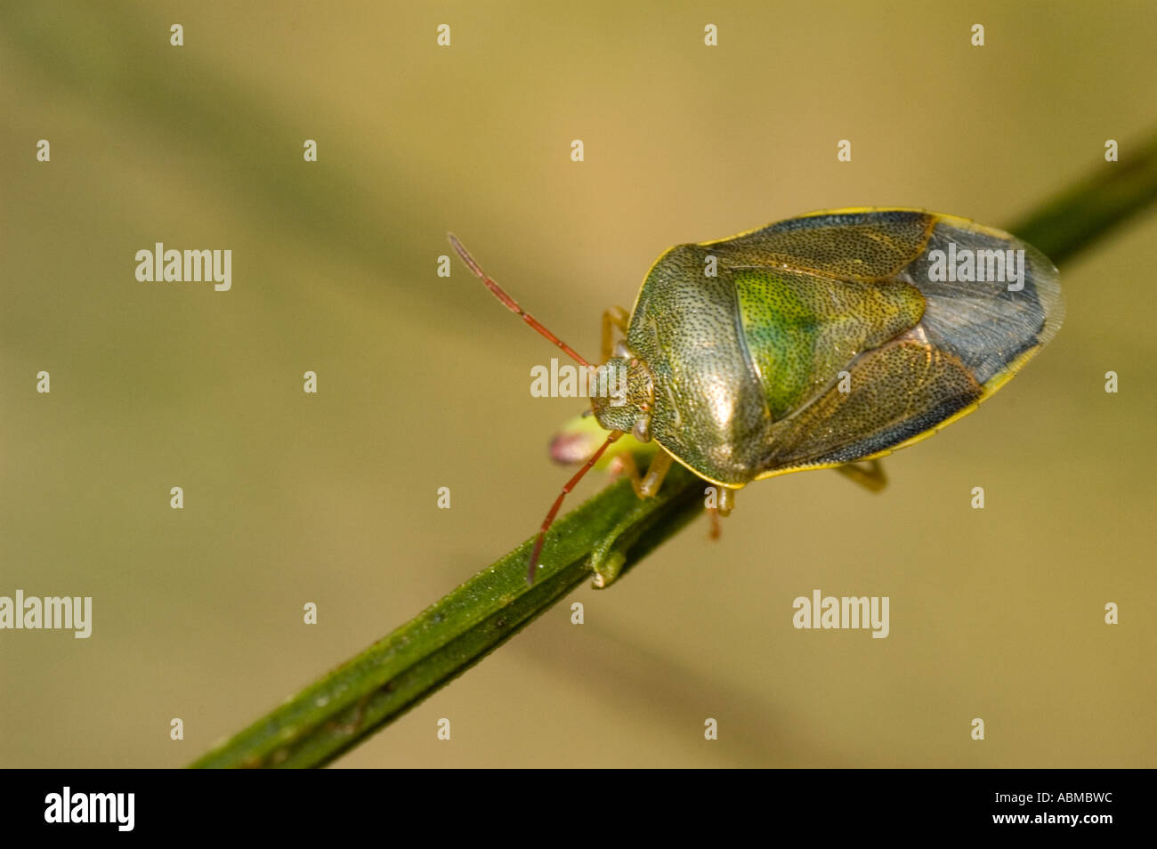 Gorse Shieldbug (Piezodorus lituratus Stock Photo - Alamy