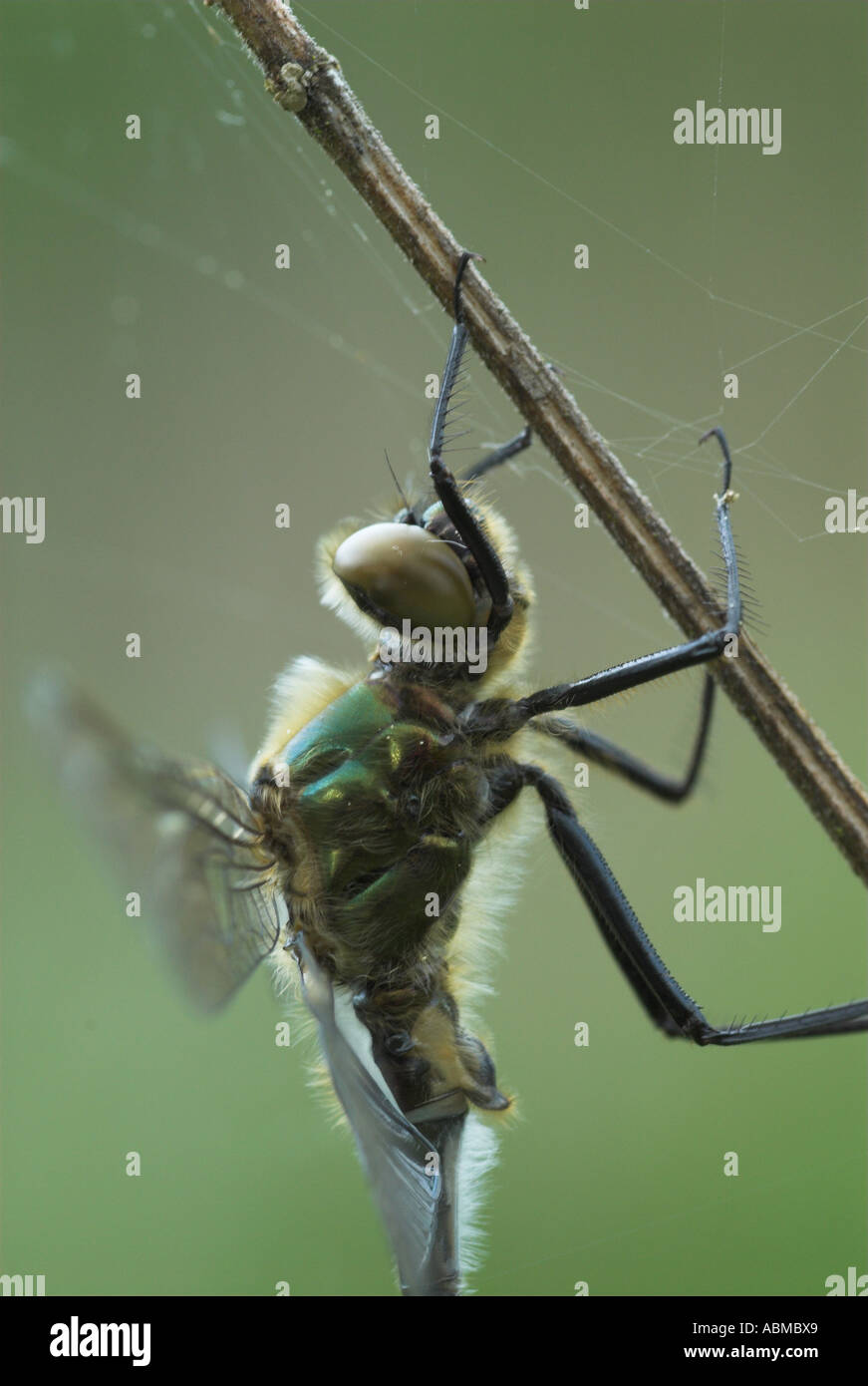 Downy Emerald (Cordulia aenea) - close-up of head and thorax Stock ...