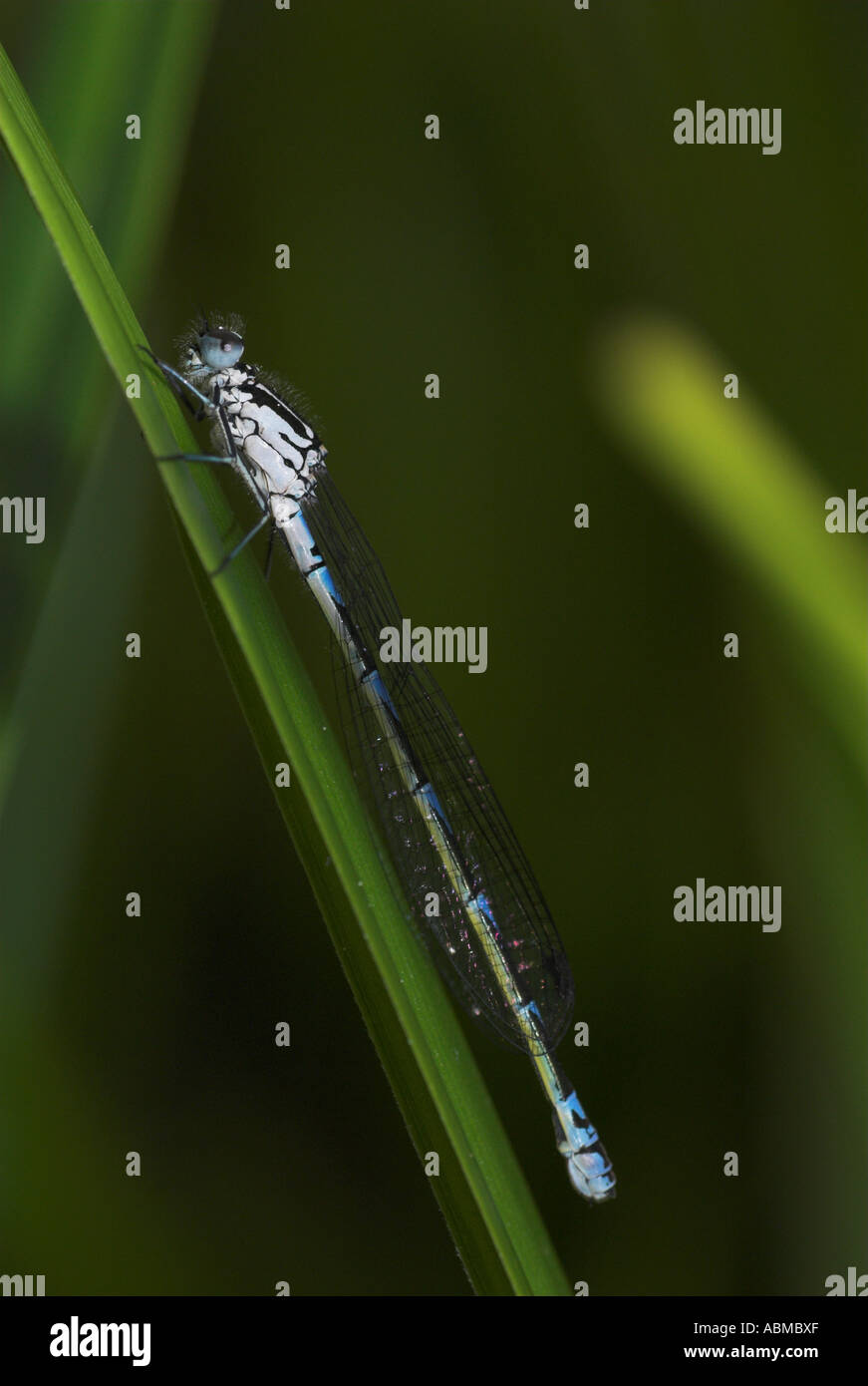 Damselfly of the Coenagrionidae family Stock Photo - Alamy