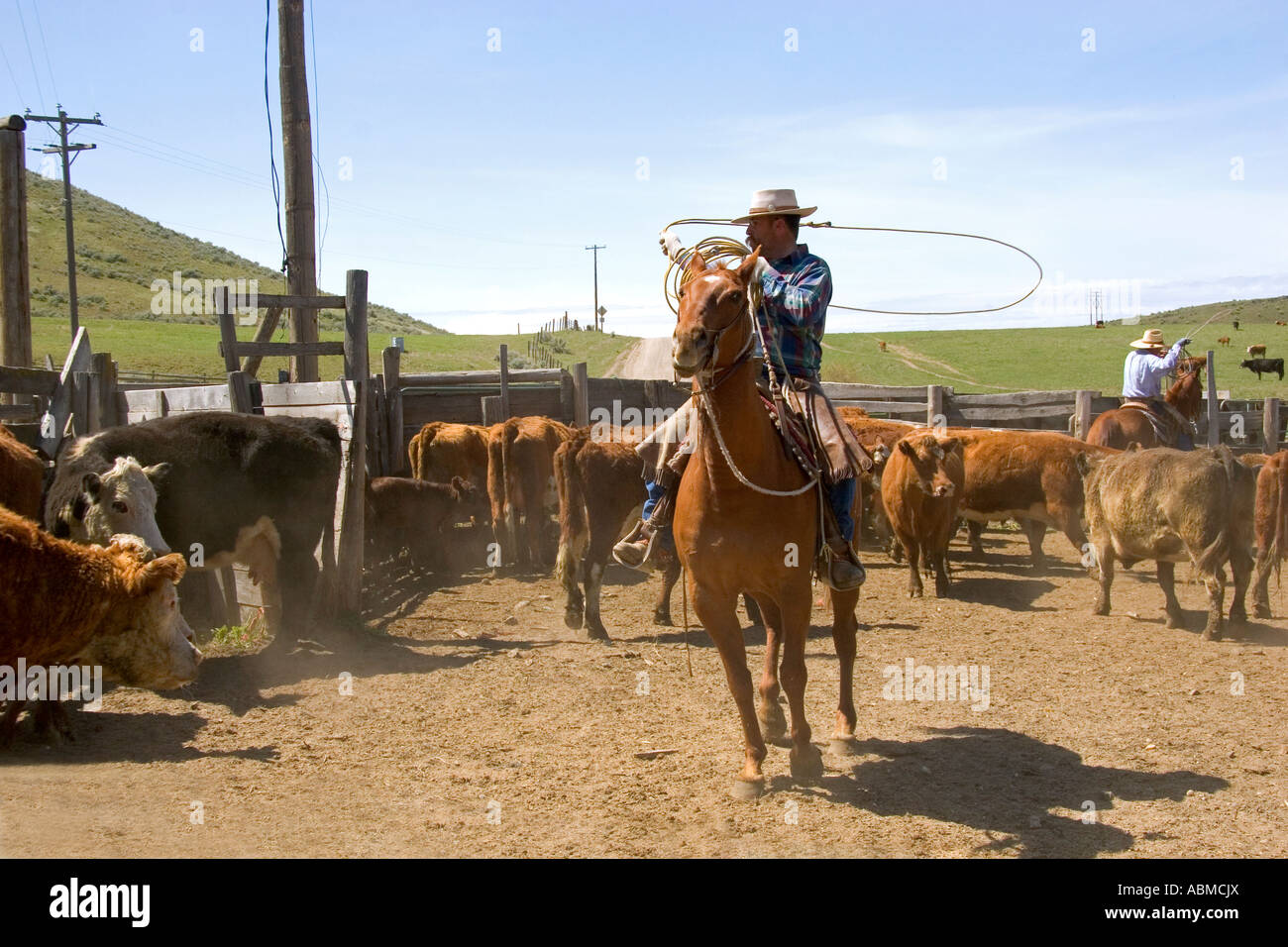 Cowboy rounding up cattle for branding near Emmett Idaho Stock Photo ...
