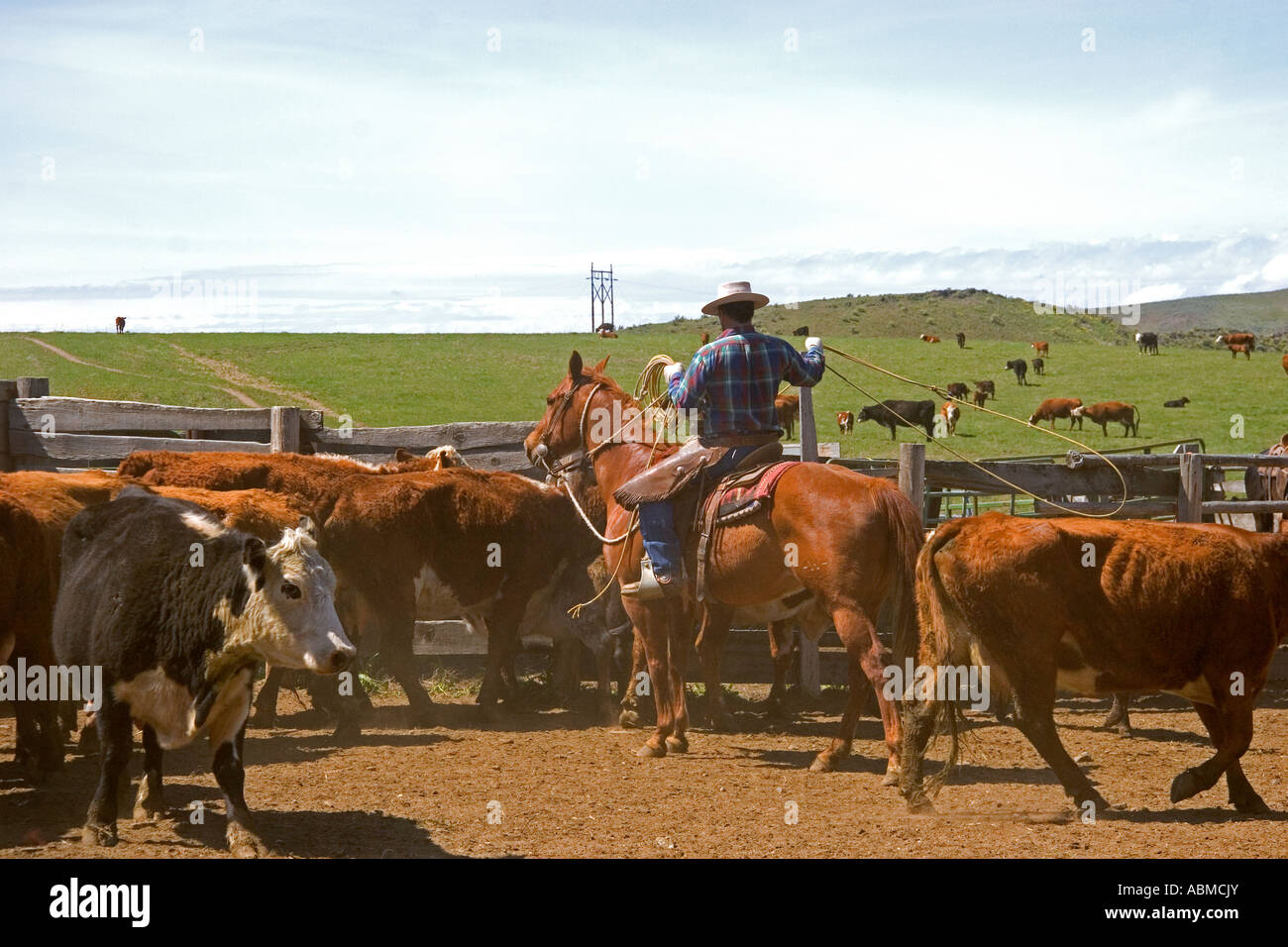 Cowboy rounding up cattle for branding near Emmett Idaho Stock Photo ...