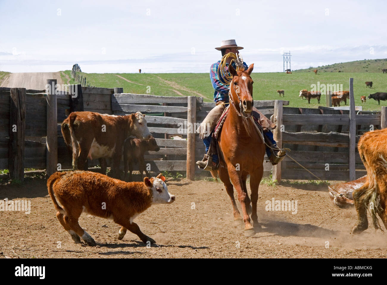 Cowboys rounding up cattle hi-res stock photography and images - Alamy
