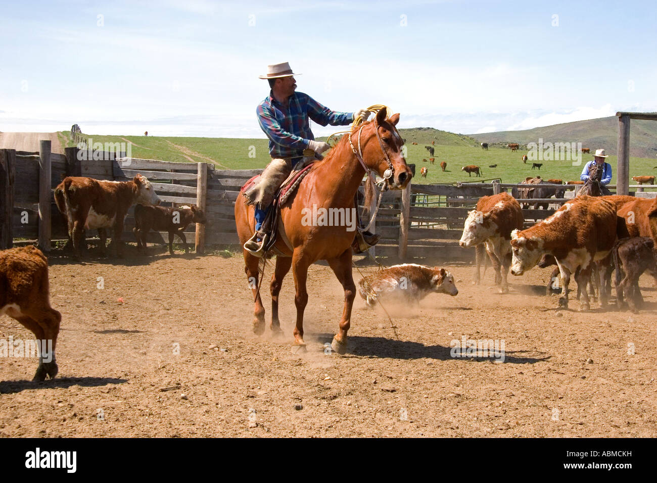 Cowboy rounding up cattle for branding near Emmett Idaho Stock Photo ...