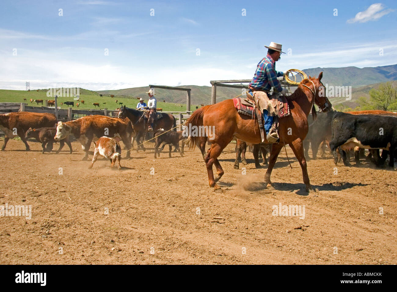 Cowboys rounding up cattle for branding near Emmett Idaho Stock Photo ...