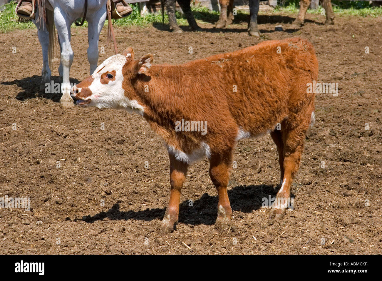 Spring roundup hi-res stock photography and images - Alamy