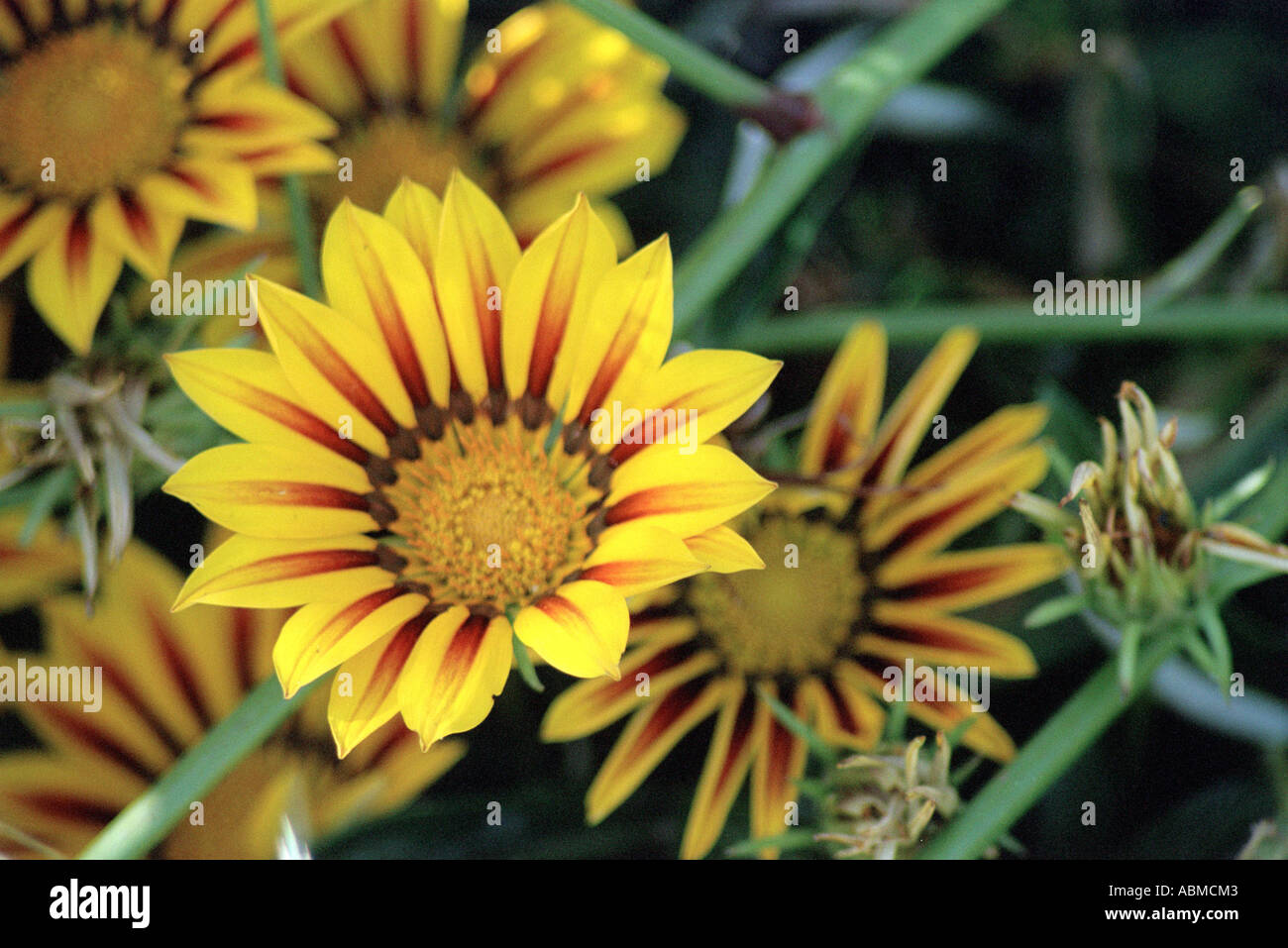 Daybreak Bright Orange Gazania Stock Photo - Alamy