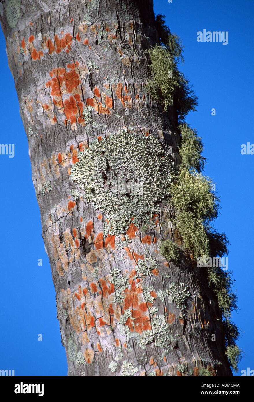 Close up of the trunk of a coconut tree with different colored moss red ...