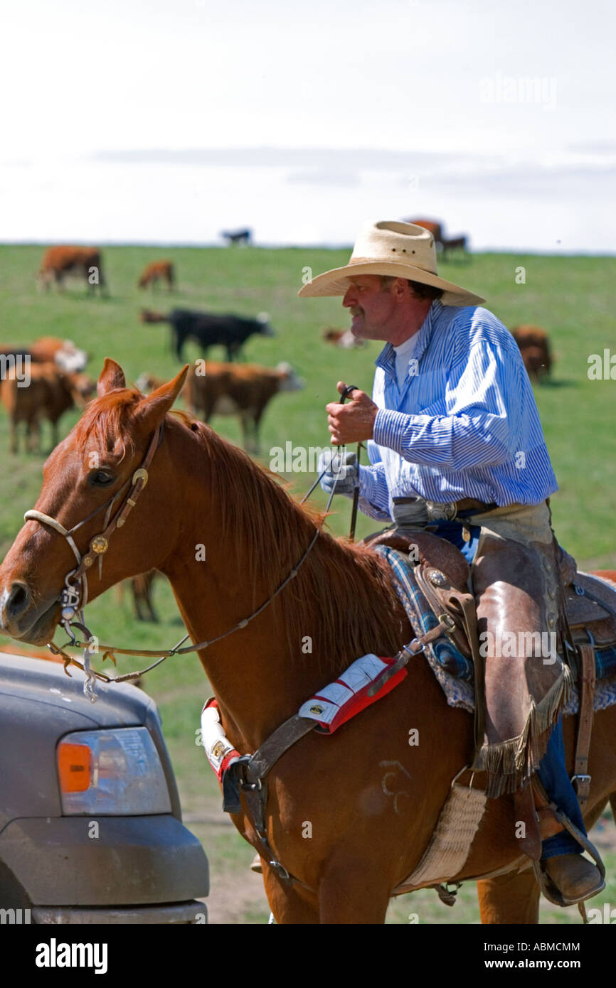 Roundup cattle on west hi-res stock photography and images - Alamy