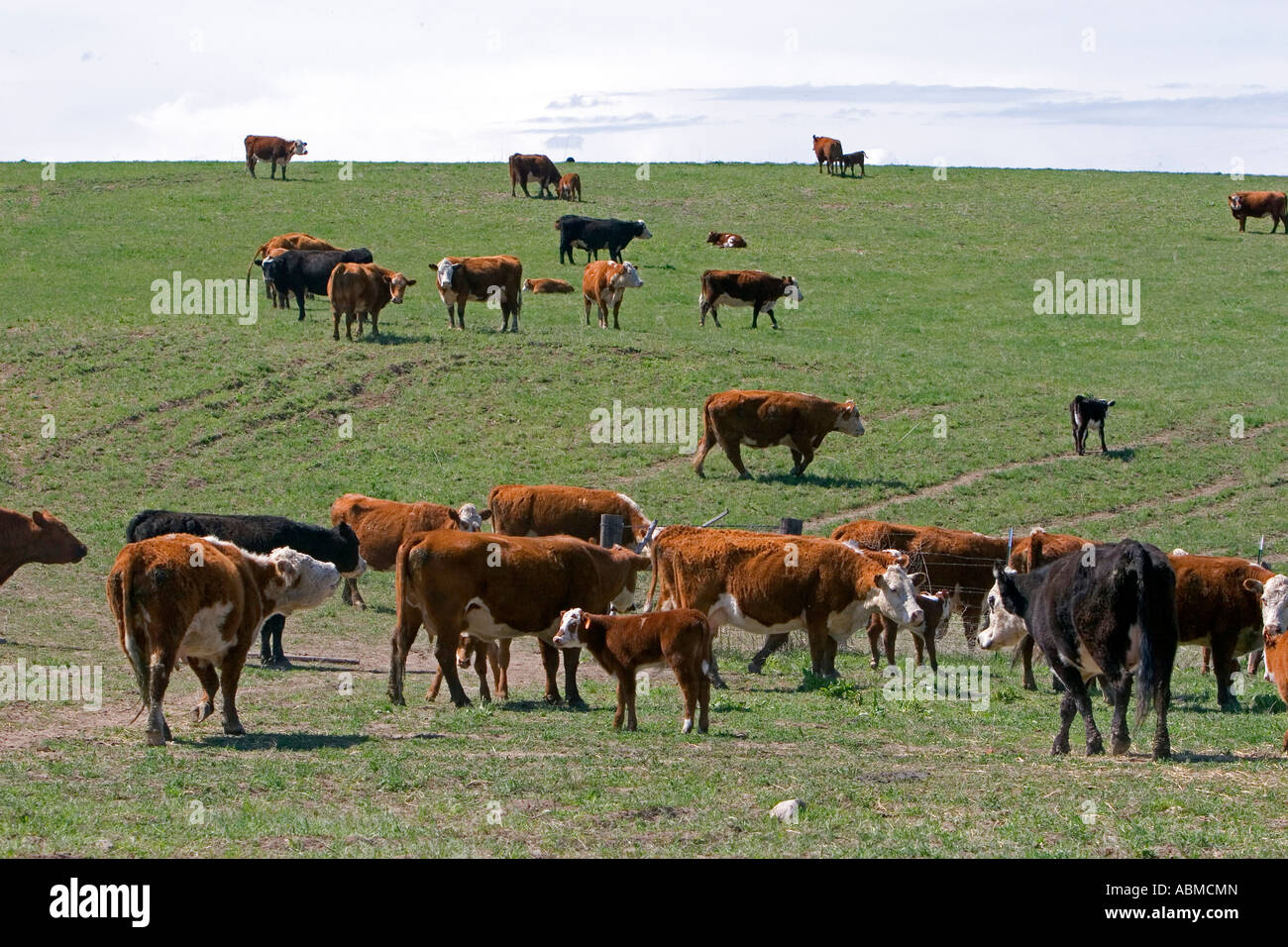 Cattle round up american west hi-res stock photography and images - Alamy