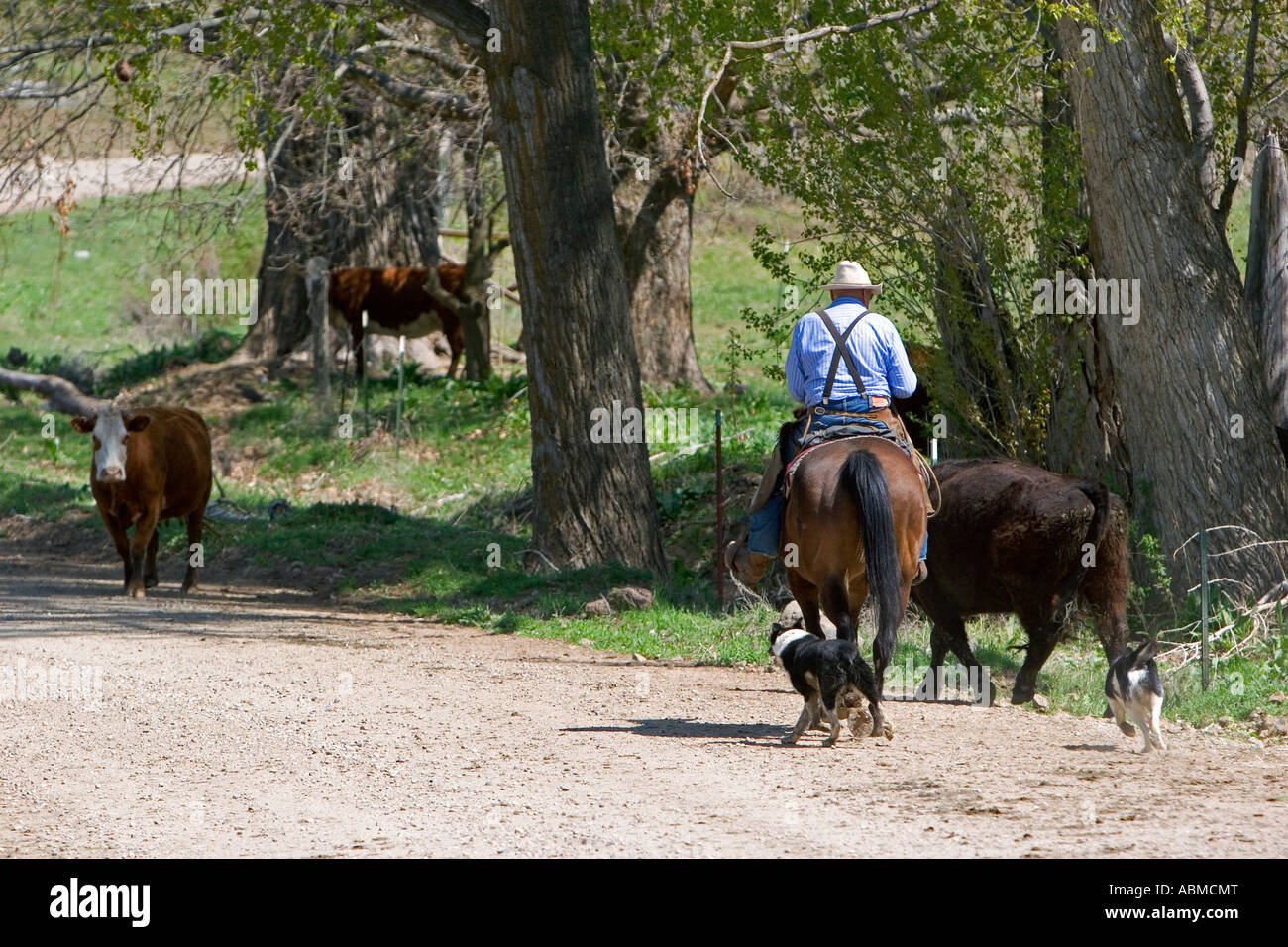 Cowboys rounding up cattle hi-res stock photography and images - Alamy