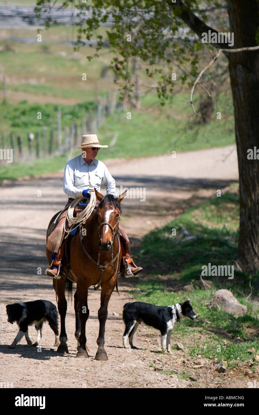 Cowboy cattle round up near hi-res stock photography and images - Alamy