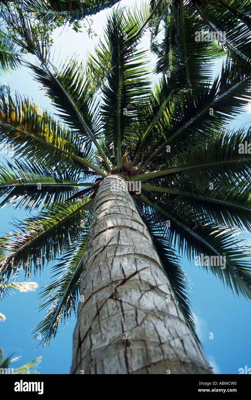 View up a palm tree shows crown and leaves Stock Photo - Alamy
