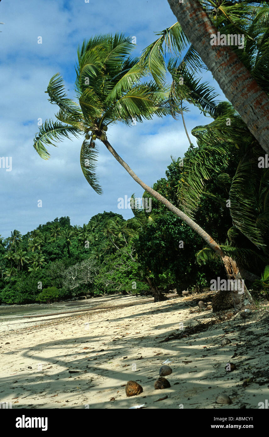 Palm tree over sandy empty Beach Stock Photo - Alamy