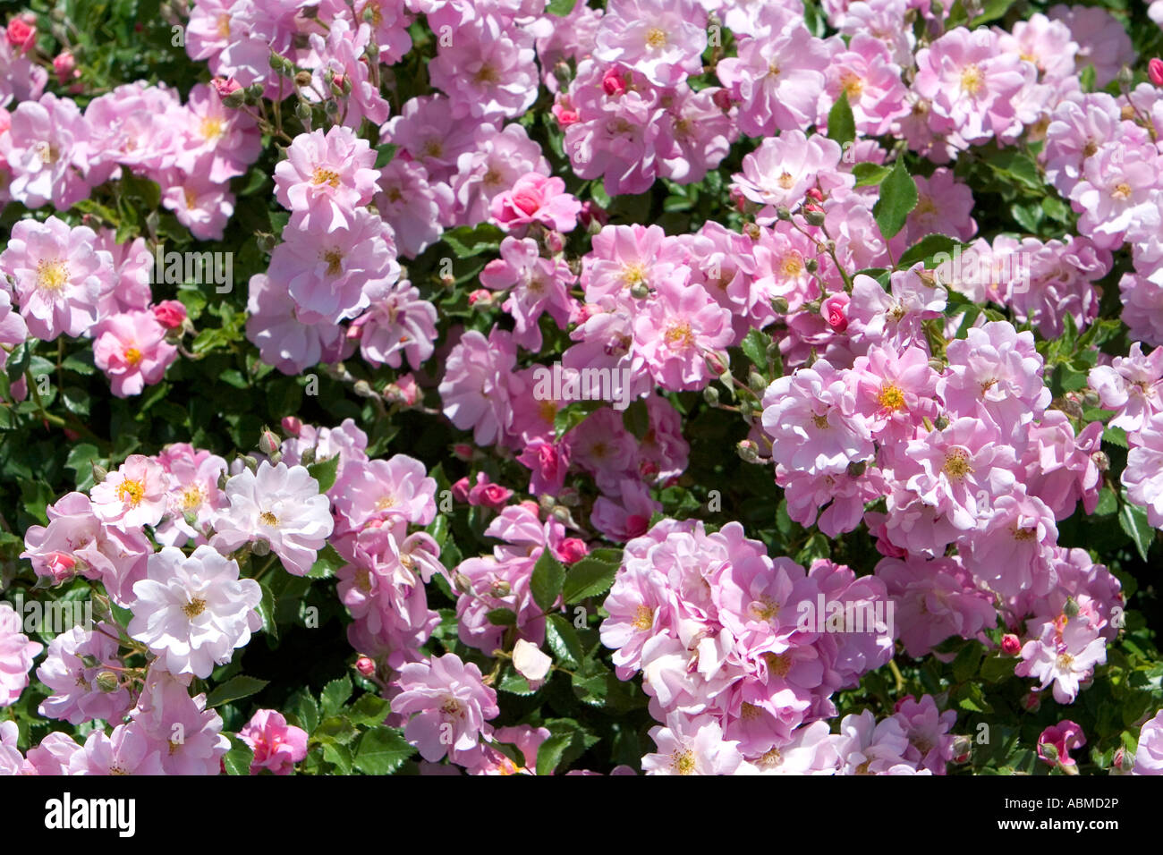 Pink roses in bloom Stock Photo - Alamy