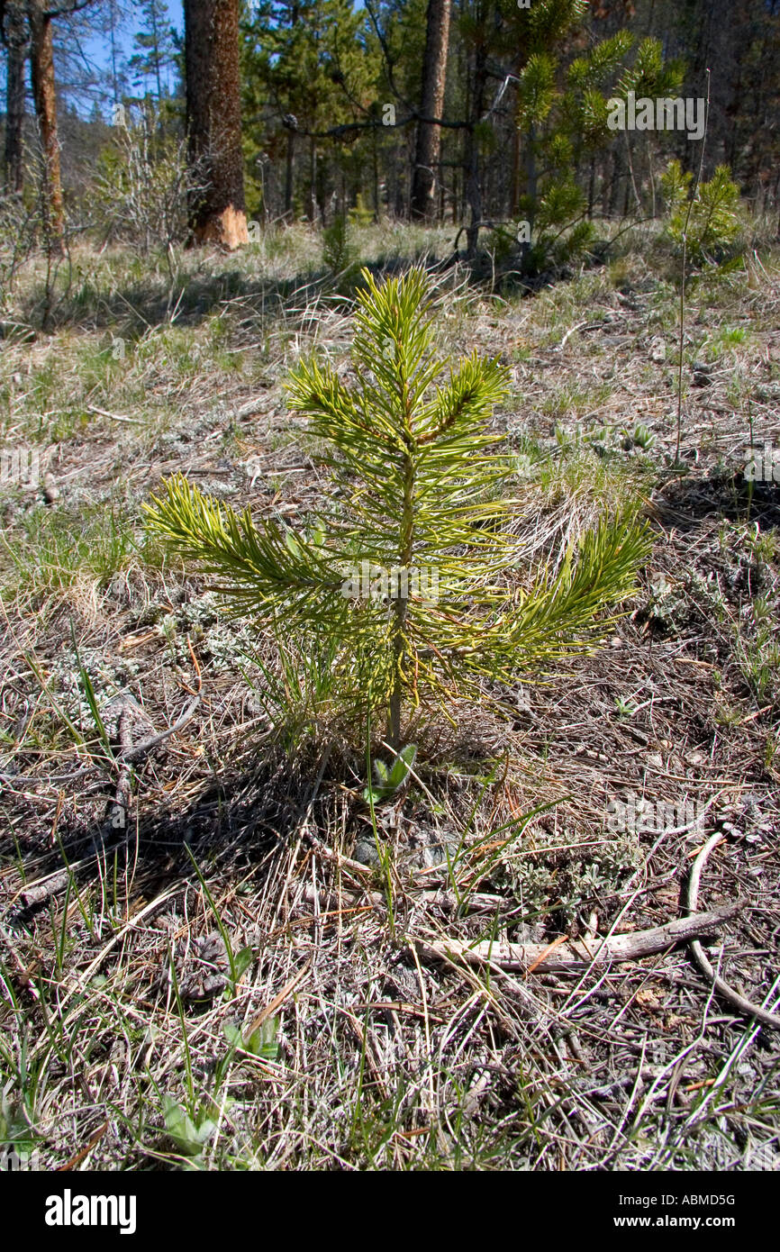 Pine Seedling High Resolution Stock Photography and Images - Alamy