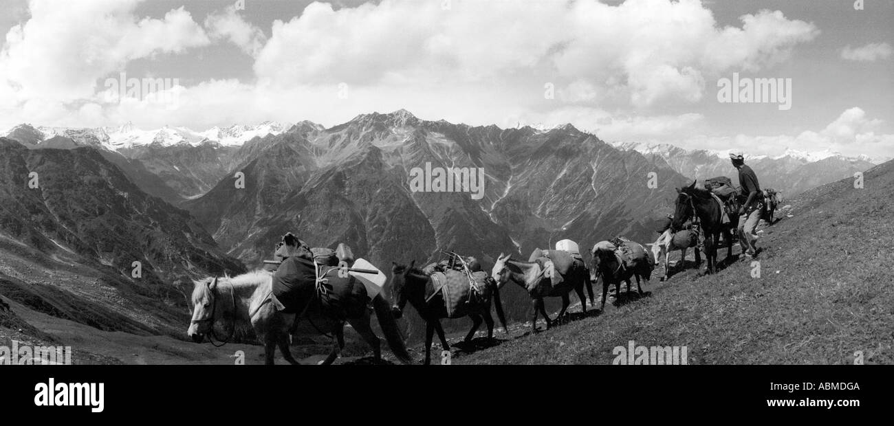 Pack horses carry their loads across the Himalayas Stock Photo - Alamy