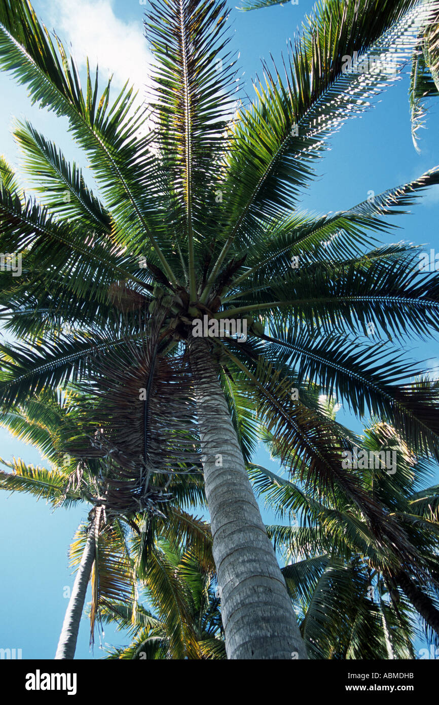 View up a palm tree shows crown and leaves Stock Photo - Alamy