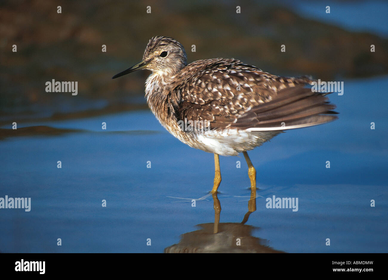 Common sandpiper hi-res stock photography and images - Alamy