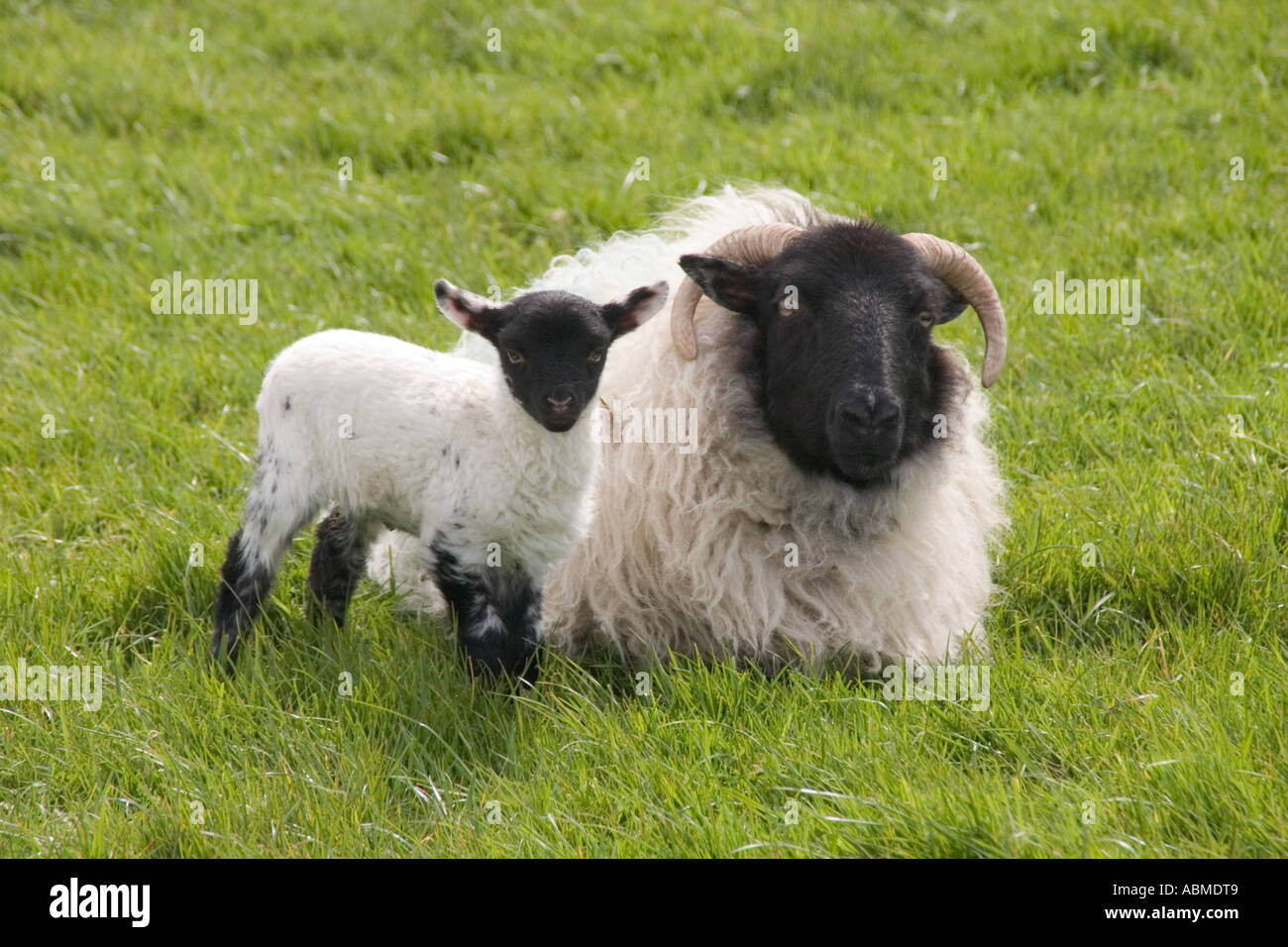 Ireland connemara sheep lamb hi-res stock photography and images - Alamy