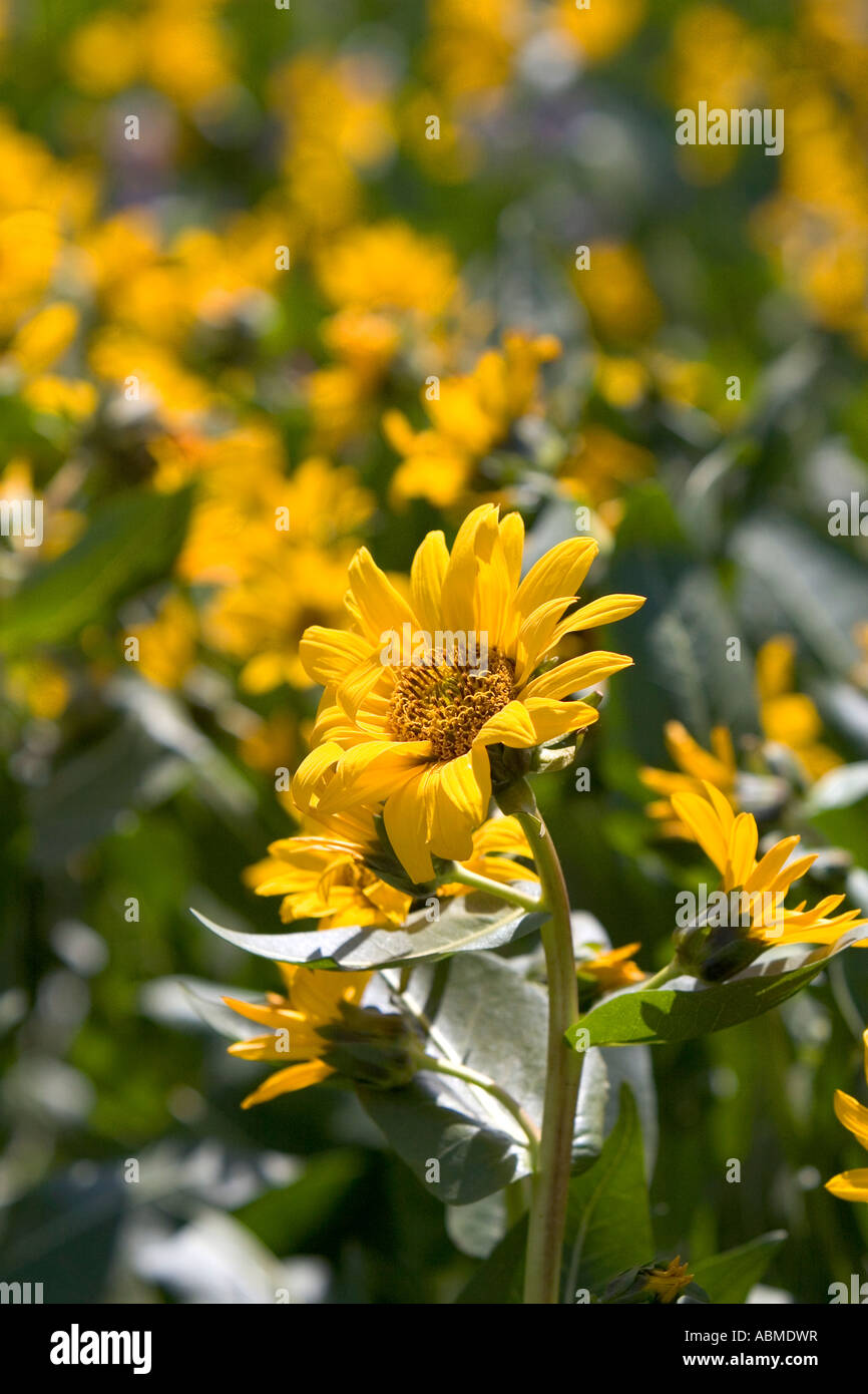 Mules ear flowers hi-res stock photography and images - Alamy