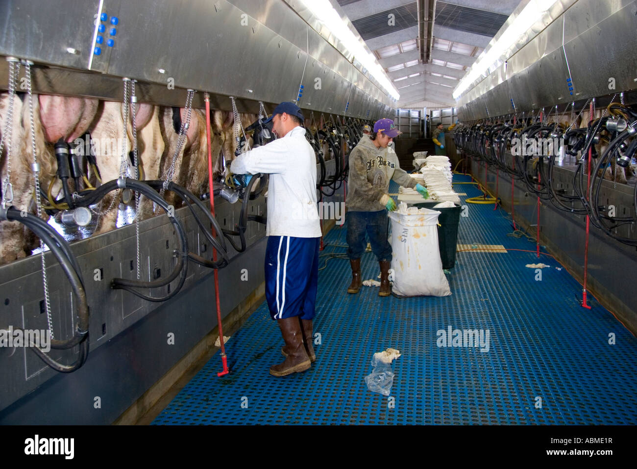 A modern dairy in Idaho Stock Photo - Alamy