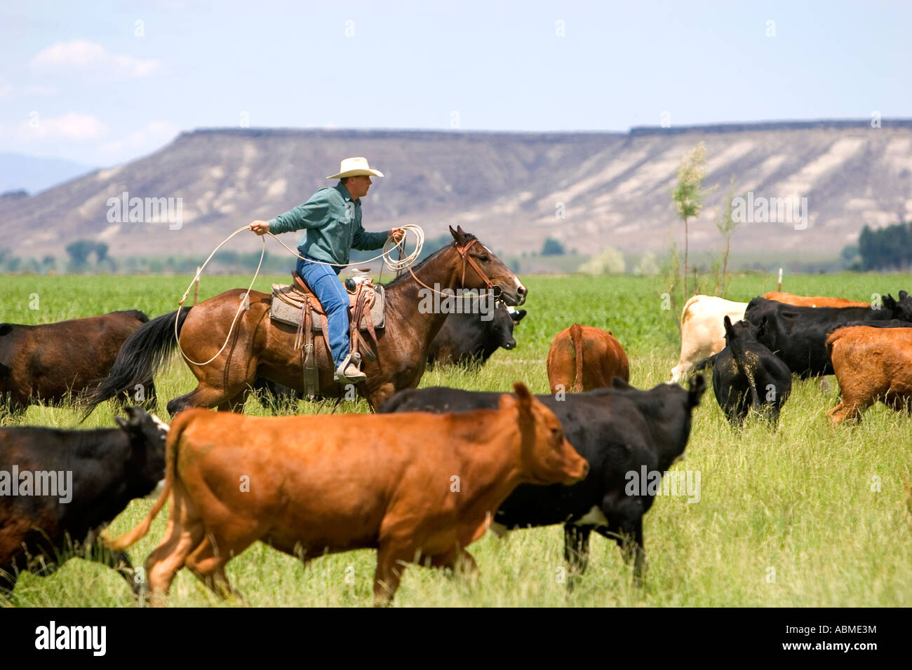 A rancher on horseback during a cattle roundup near Grandview Idaho ...