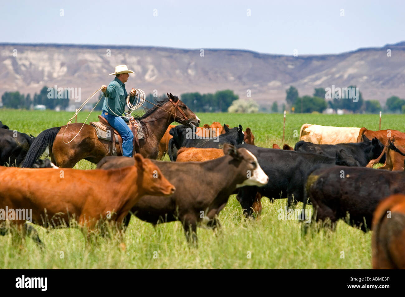 A rancher on horseback during a cattle roundup near Grandview Idaho ...