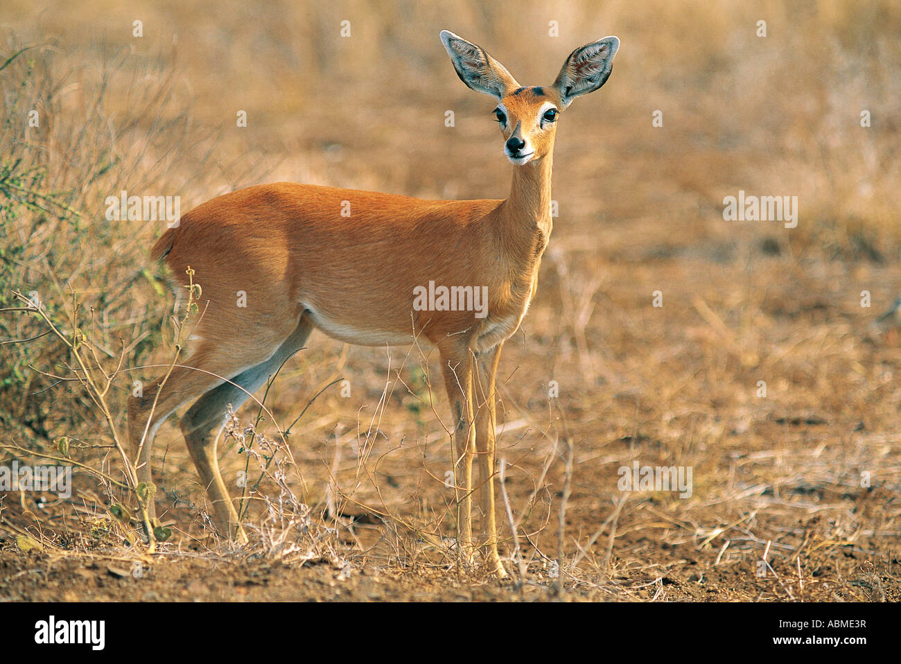 Steinbok Stock Photos & Steinbok Stock Images - Alamy