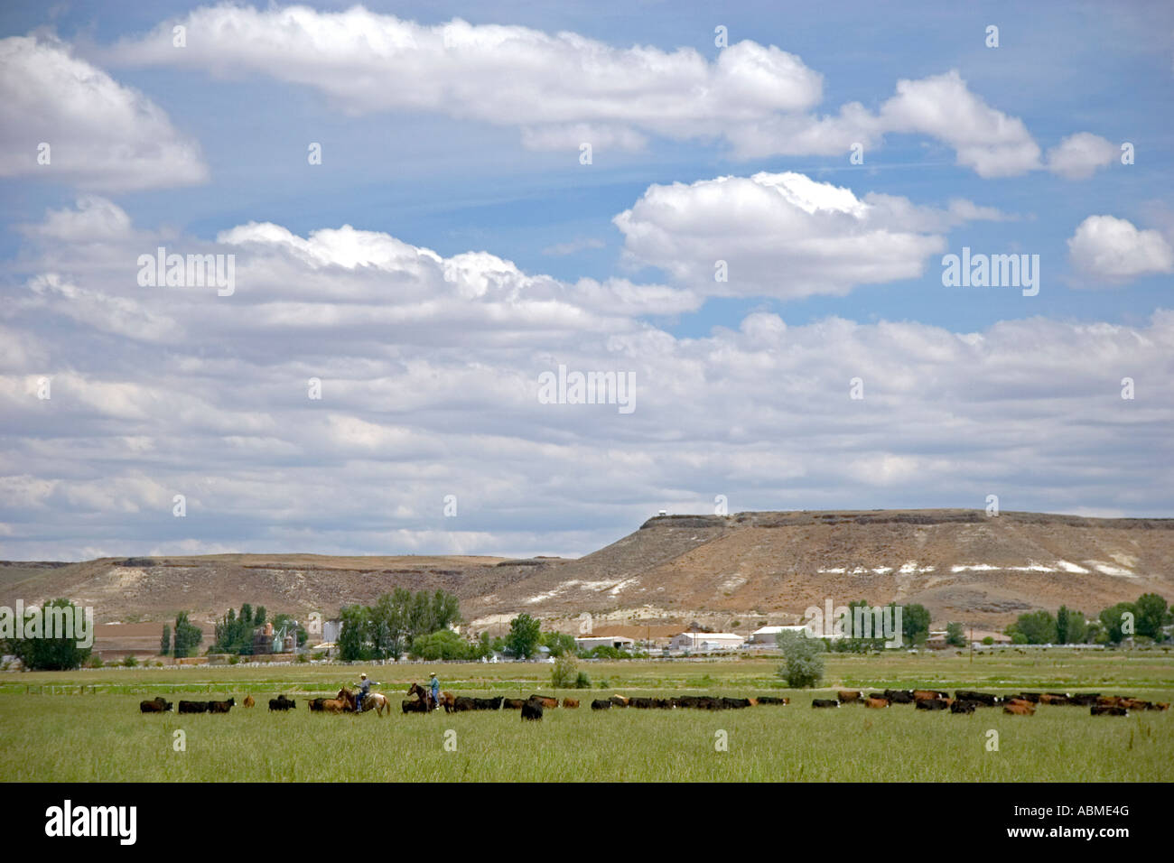 Cattle roundup hi-res stock photography and images - Alamy
